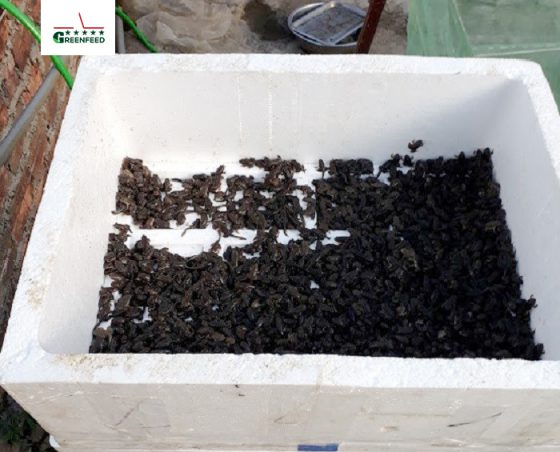 Frog meat farm model in Hanoi: High profit earned from methodical ...